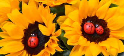 Flowers delivery express - Czech Republic | Flora Online