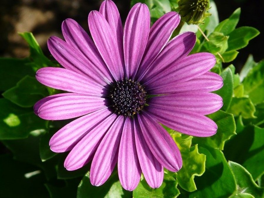 Zajímavá fakta o květinách | FLORA - ONLINE Zajímavá fakta o květinách | FLORA - ONLINE